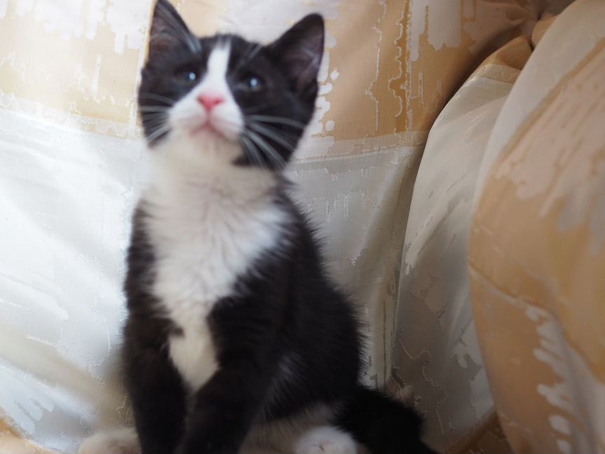 Котенок с зеленоглазик в дар