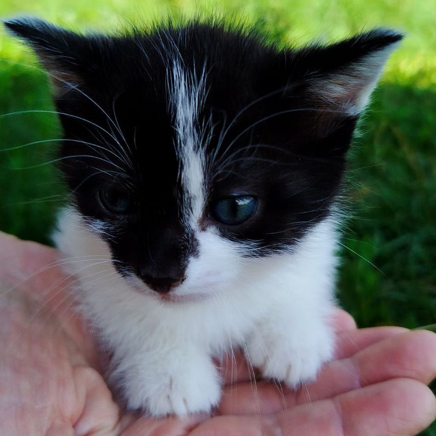 Котёнок в добрые руки