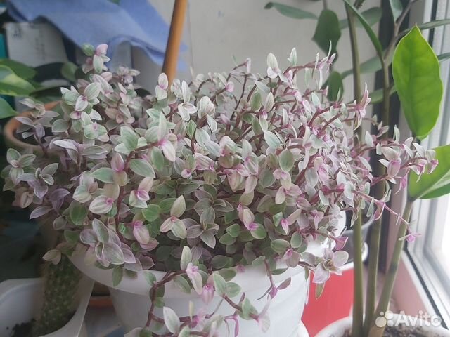 Каллизия розовая пантера купить в Уфе | Товары для дома и дачи | Авито