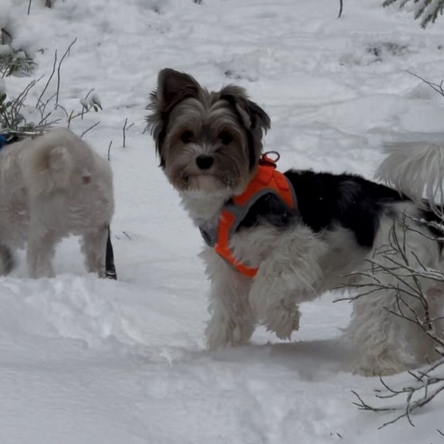 Йоркширский терьер, взрослый пёс
