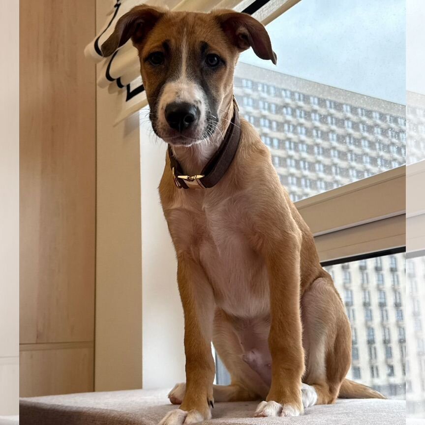 Щенок в добрые руки