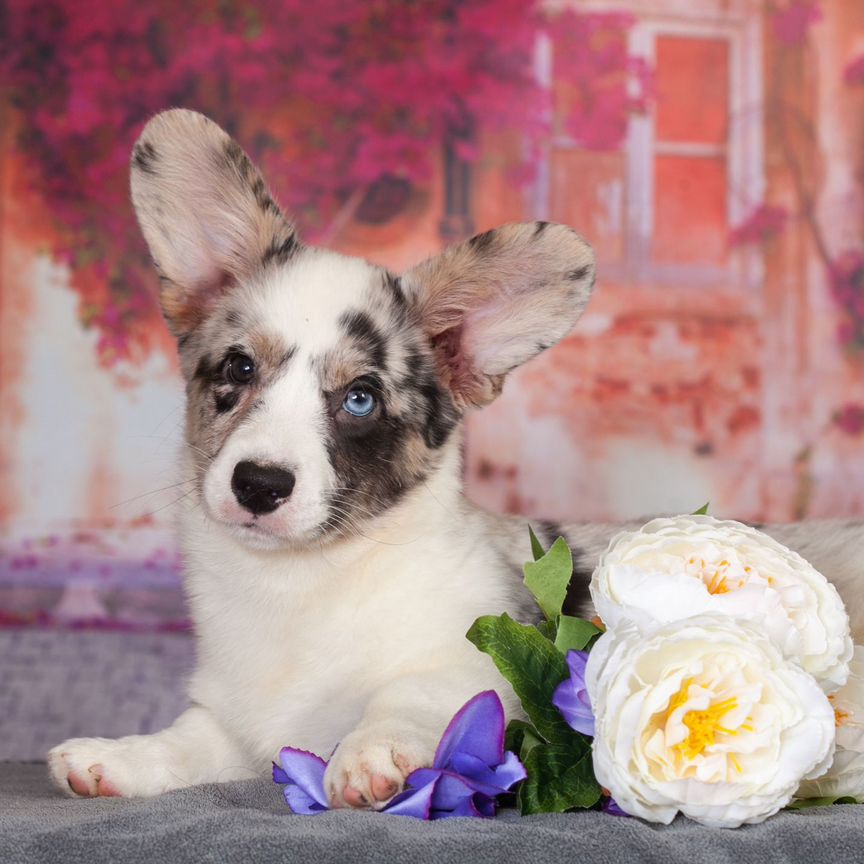 Мраморный корги