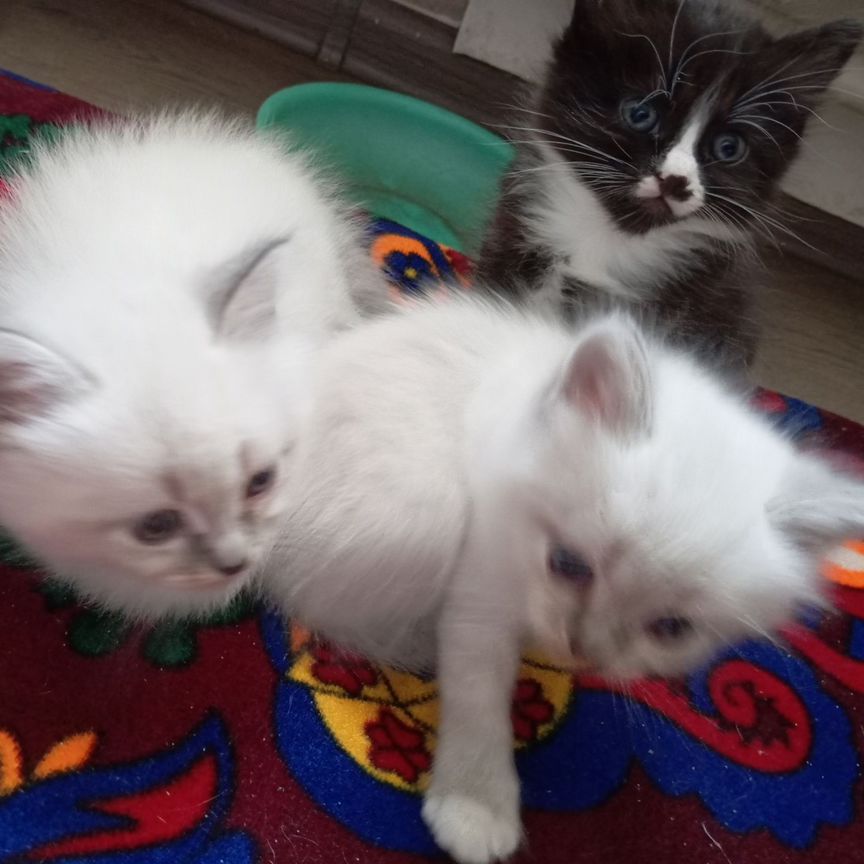 Котята в добрые руки бесплатно
