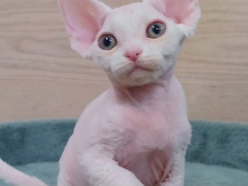 Котята мальчики Девон-рекс