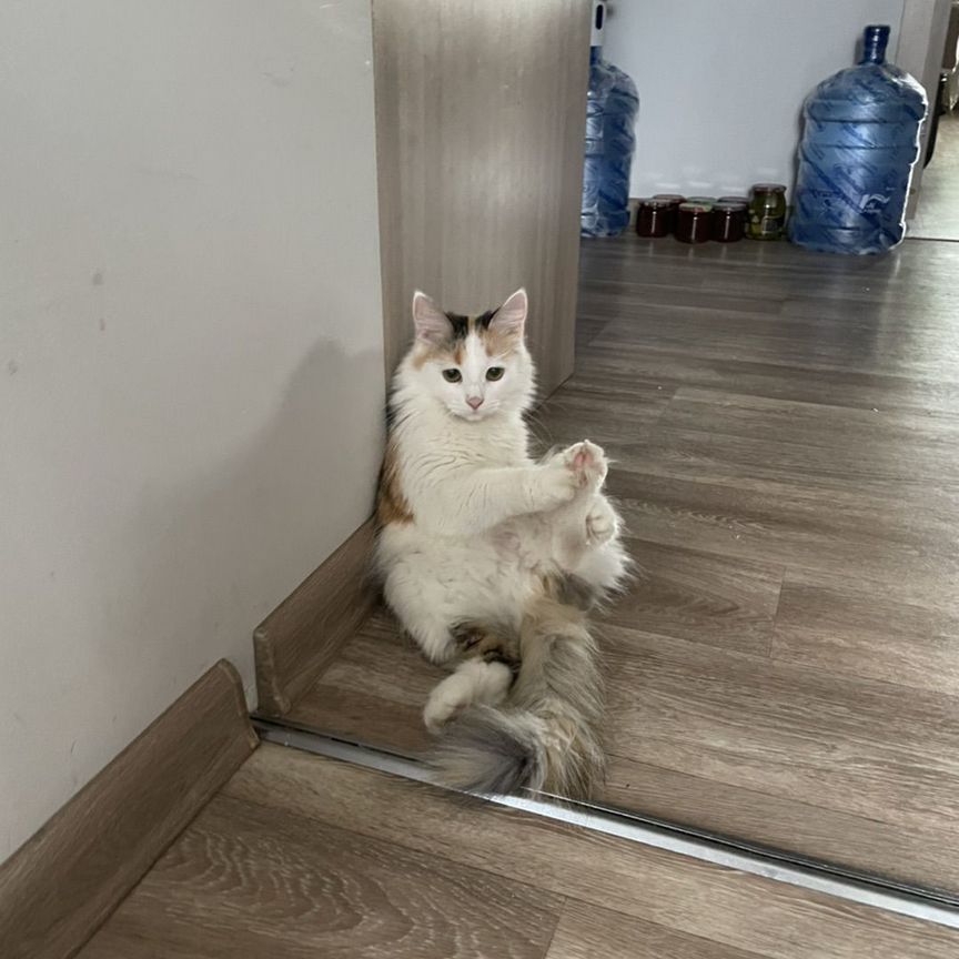 Кошечка в добрые руки