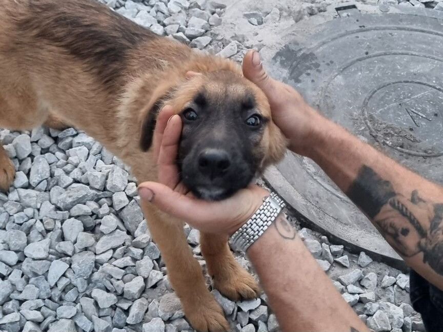 Щенок московской сторожевой