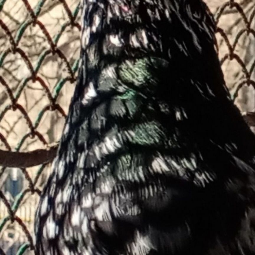 Голубь бакинец 2023 года