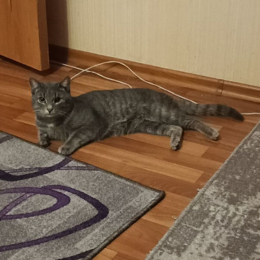 Котик в добрые руки мальчик