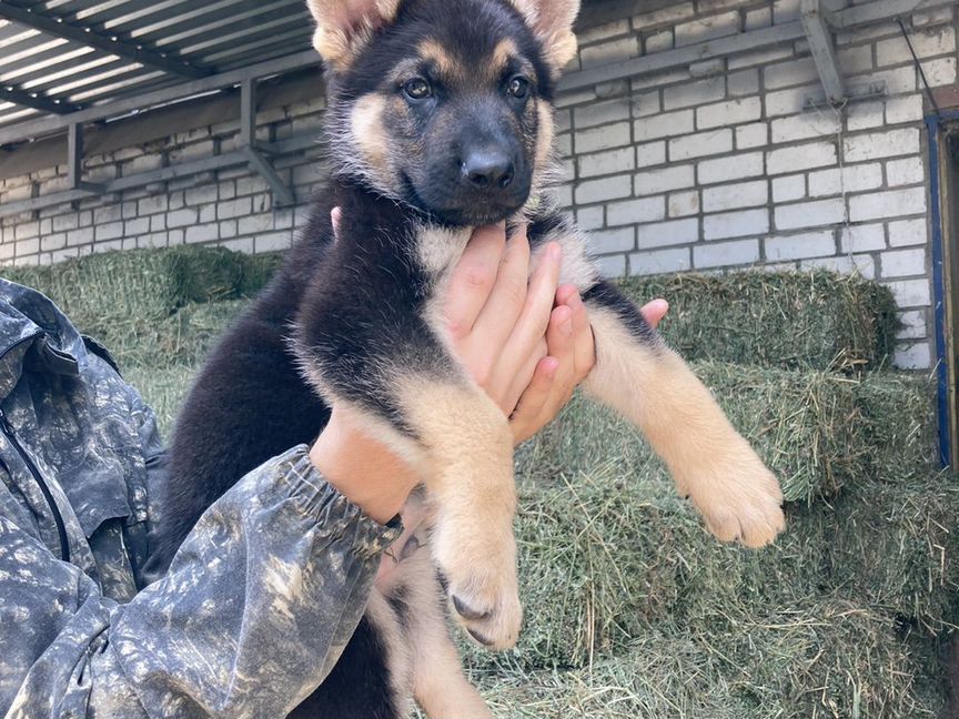 Щенок немецкой овчарки