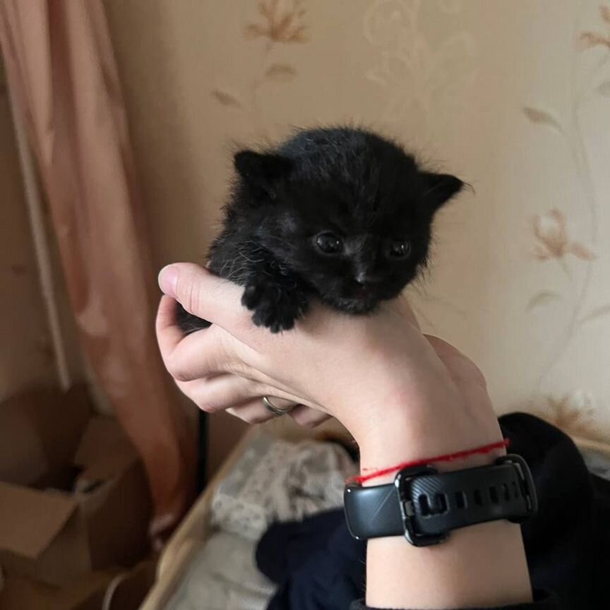 Которебёнок в добрые руки