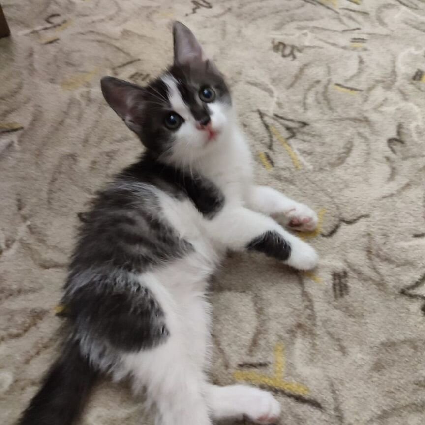 Котёнок