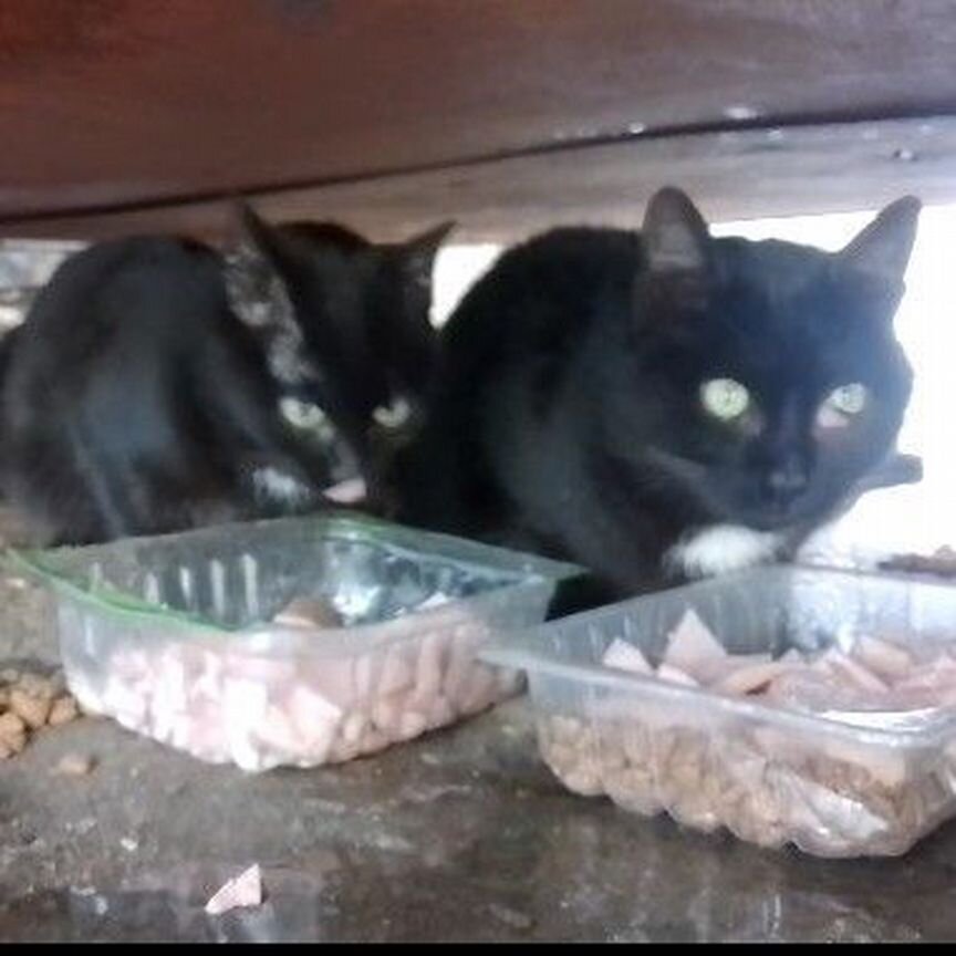 Котики бесплатно