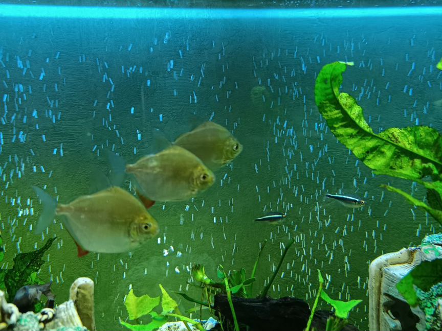 Аквариумные рыбки Метинес