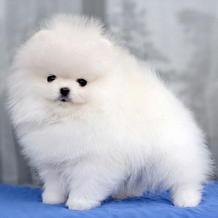 Померанский шпиц, щенок