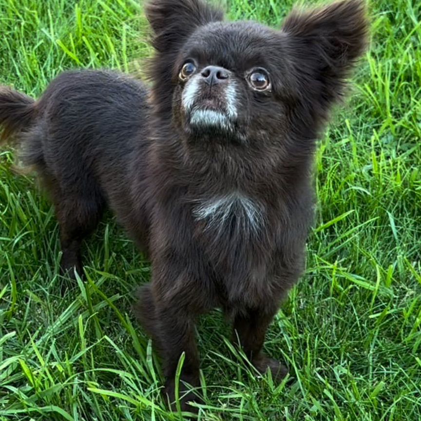 Шоколадный Пончик