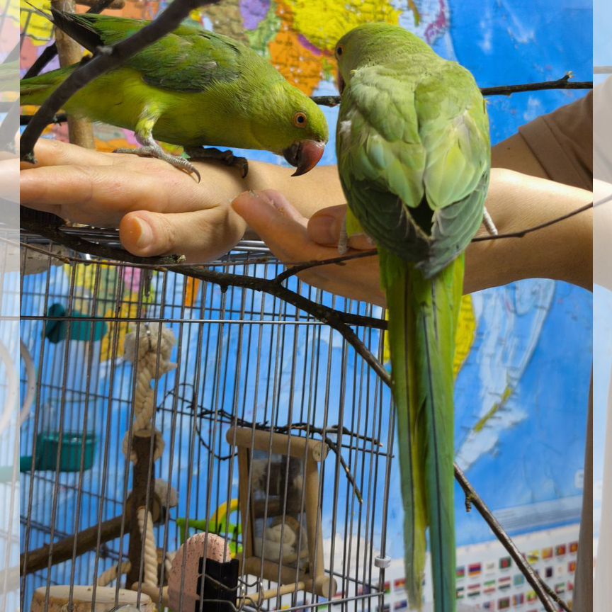 Птенцы ожерелового попугая