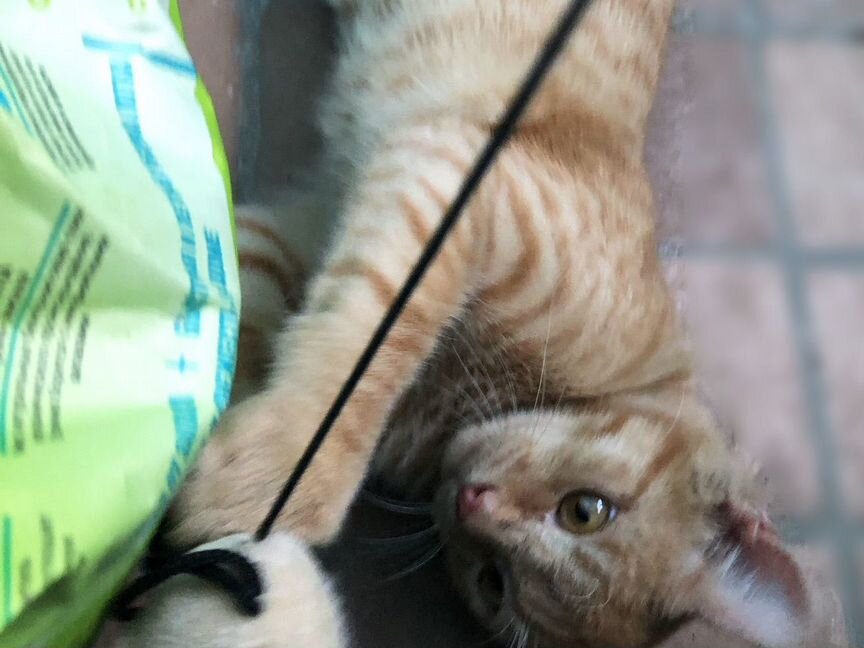 Котёнок Компот