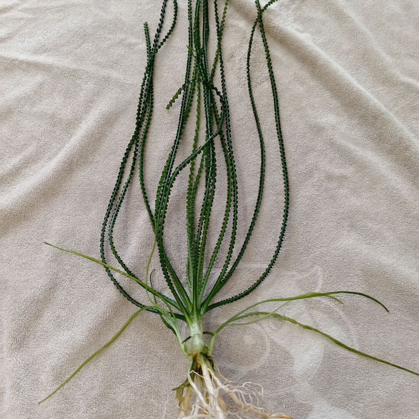 Кринум волнистый