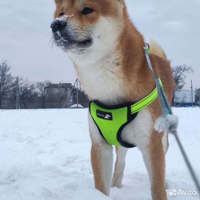 Шиба (сиба) ину