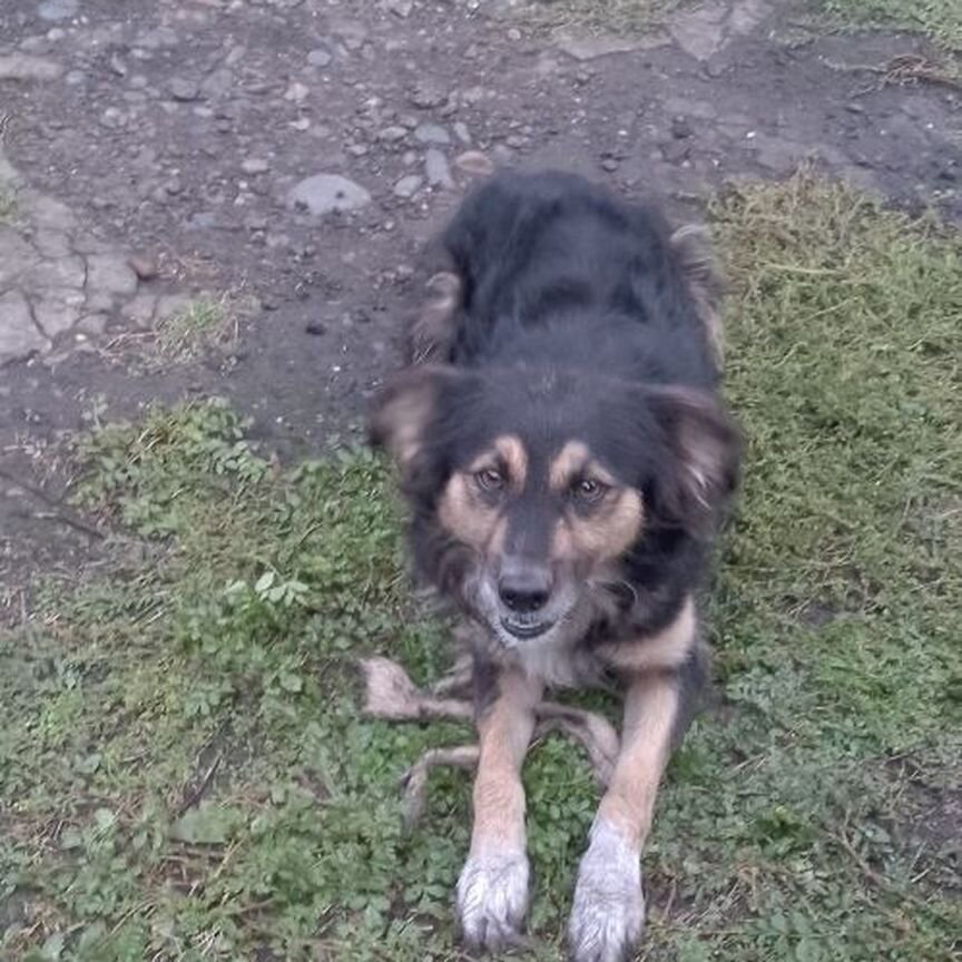 Отдам собаку в добрые руки