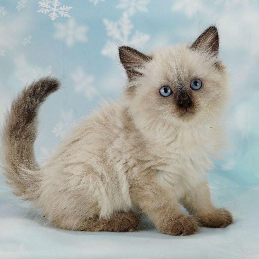 Невский сибирский котенок здоровый 1,5 месяца
