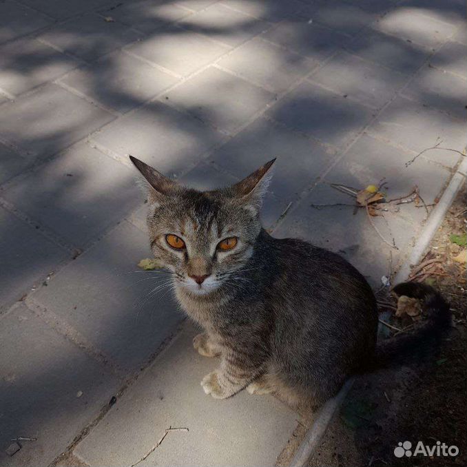 Помогите спасти кошечку на улице