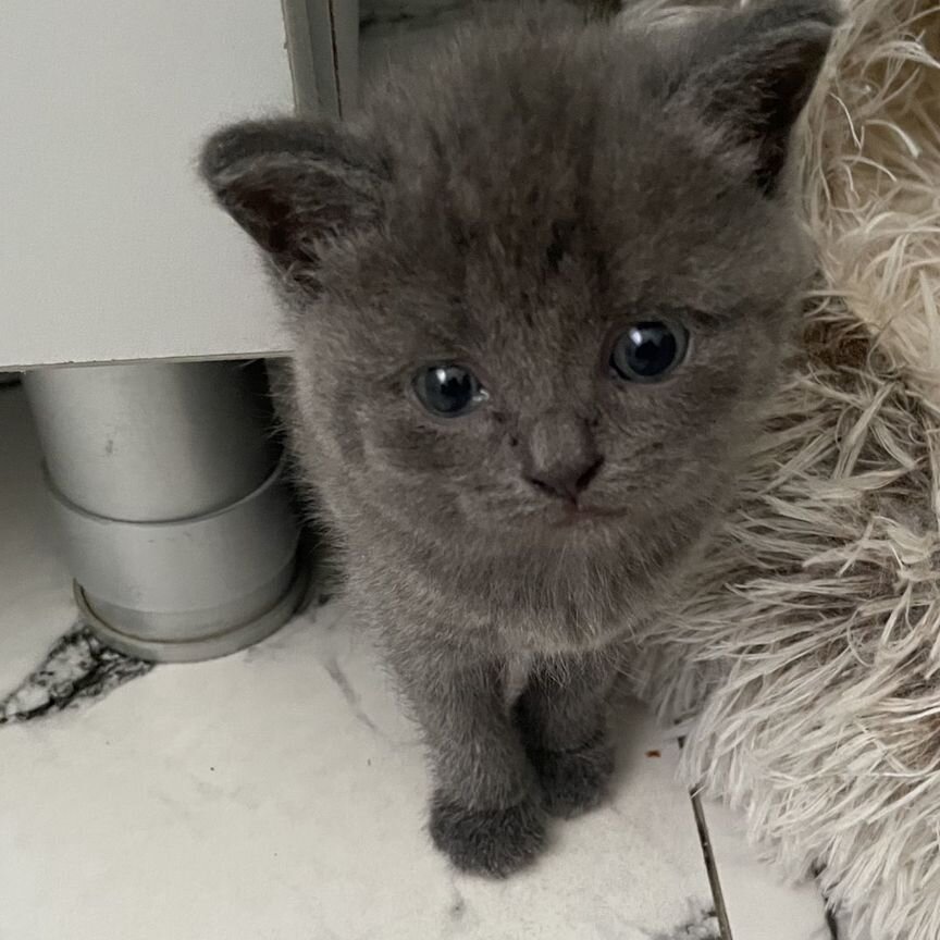 Британский длинношёрстный котёнок