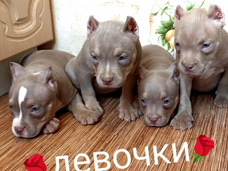 Американский Булли