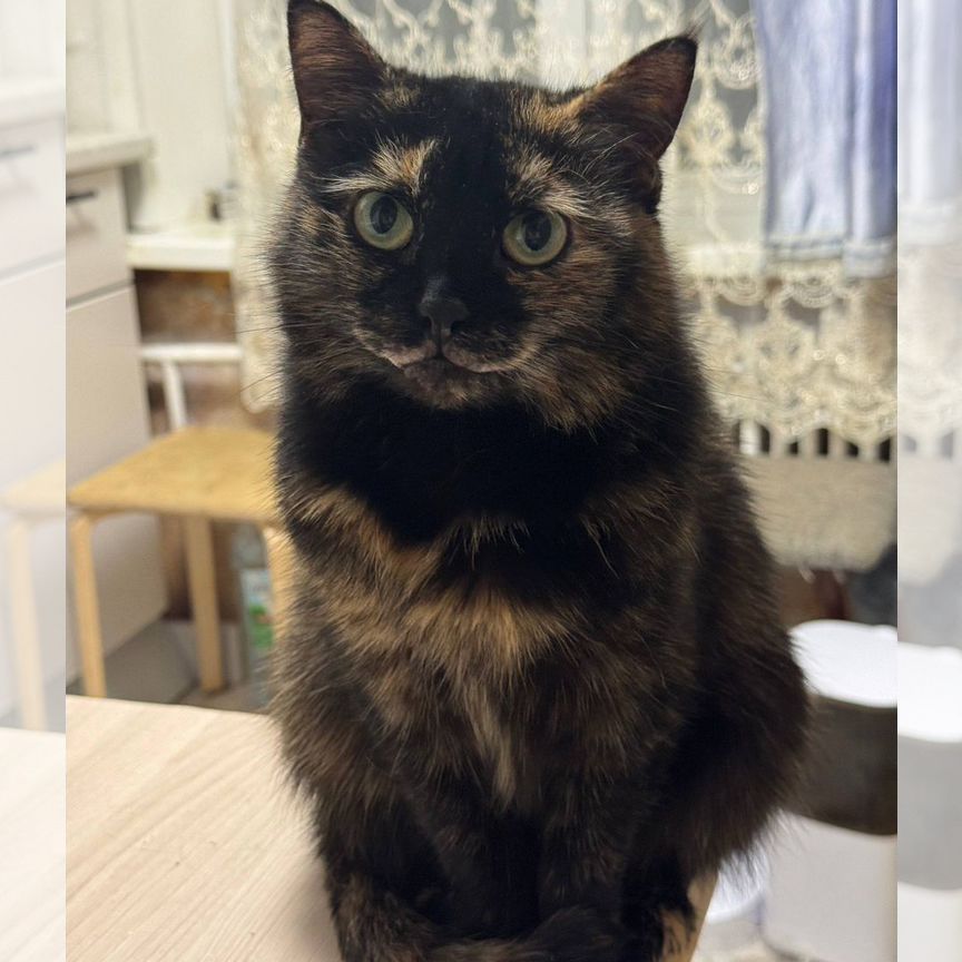 Взрослая, кошка в добрые руки