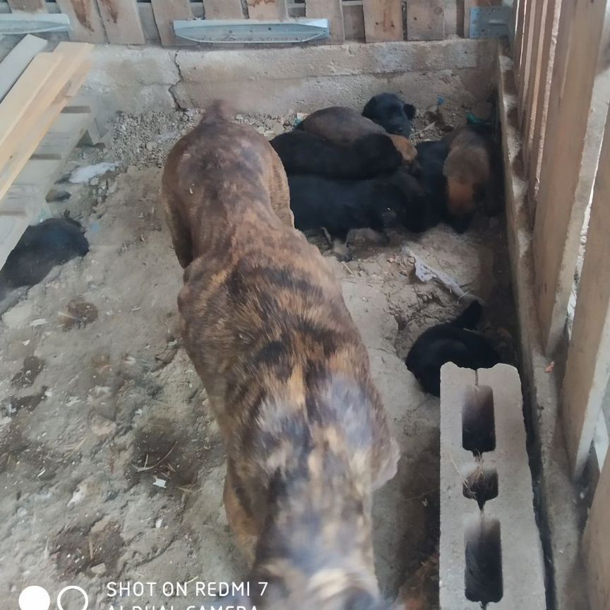 Отдам в добрые руки. Мама щенков амстафф