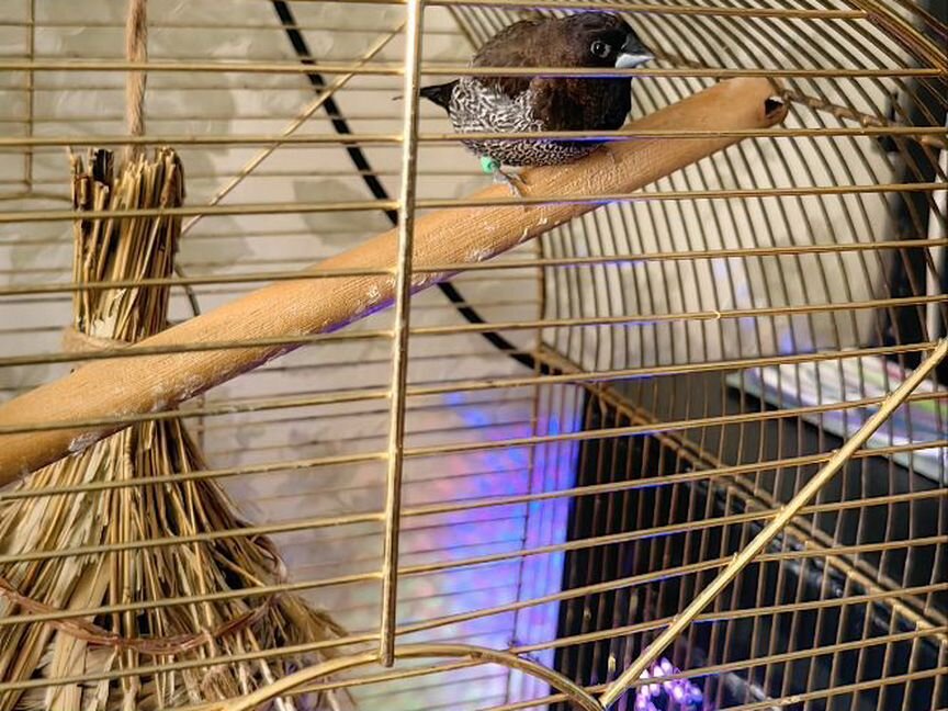 Японские амадины