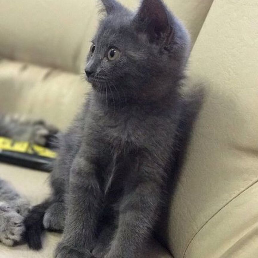 Британские подрощённые котята