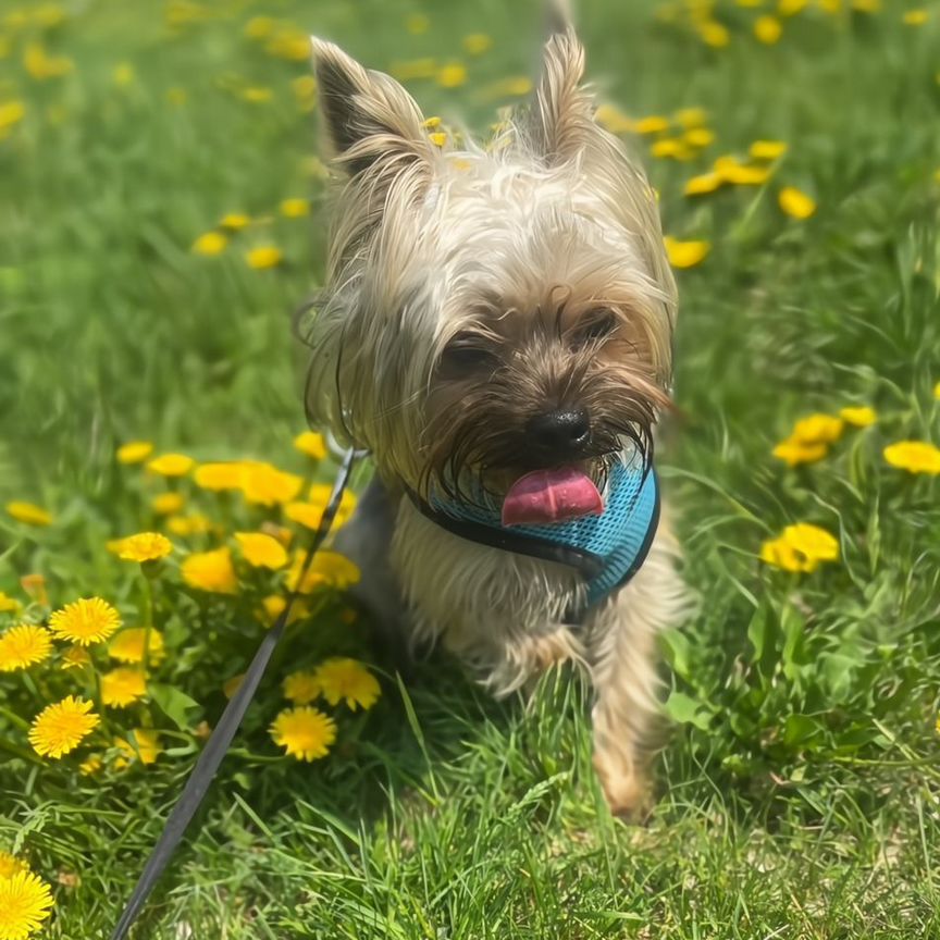 Йоркширский терьер, взрослый пёс