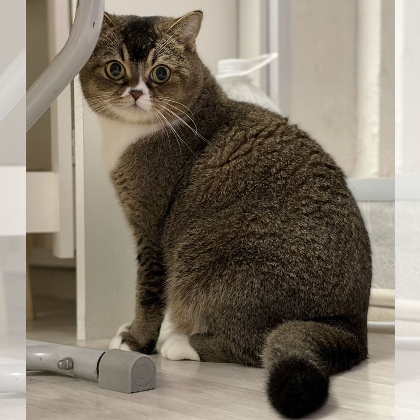 Британский кот