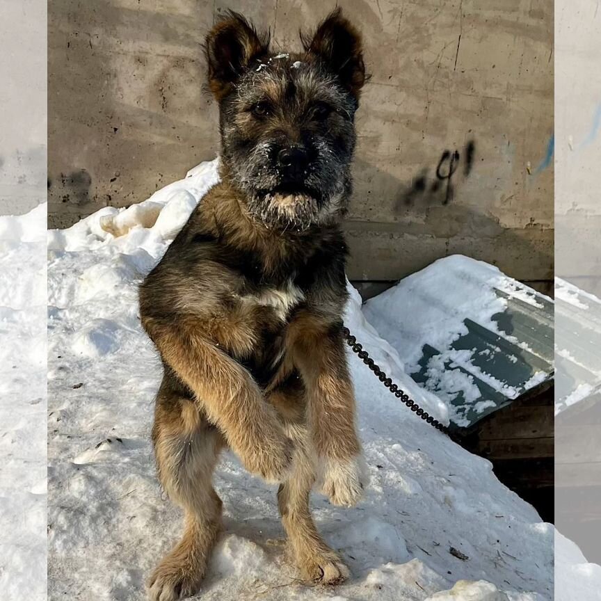 Щенок в добрые руки