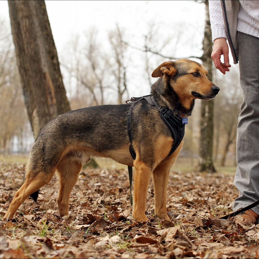 Дружелюбному Шурику ищем дом/передержку