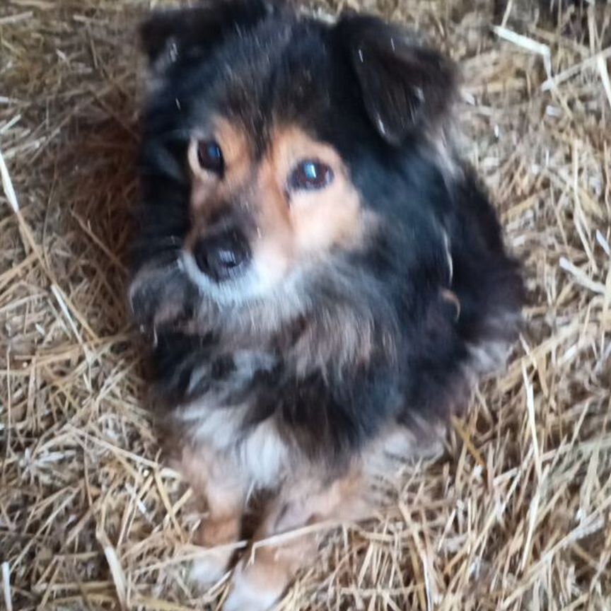 Взрослый пёс в добрые руки