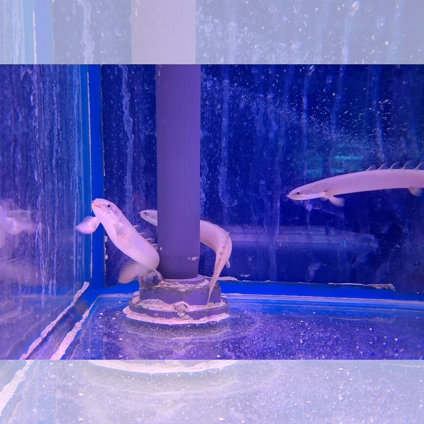 Синегальский полиптерус