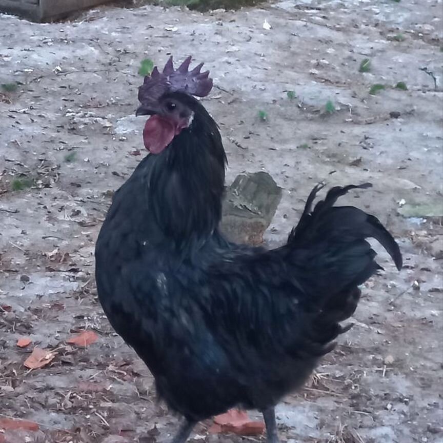 Петух ухейилюй