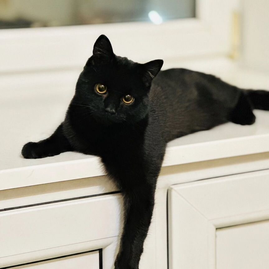 Котики бесплатно