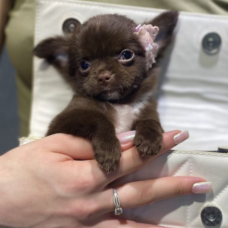 Чихуахуа девочка