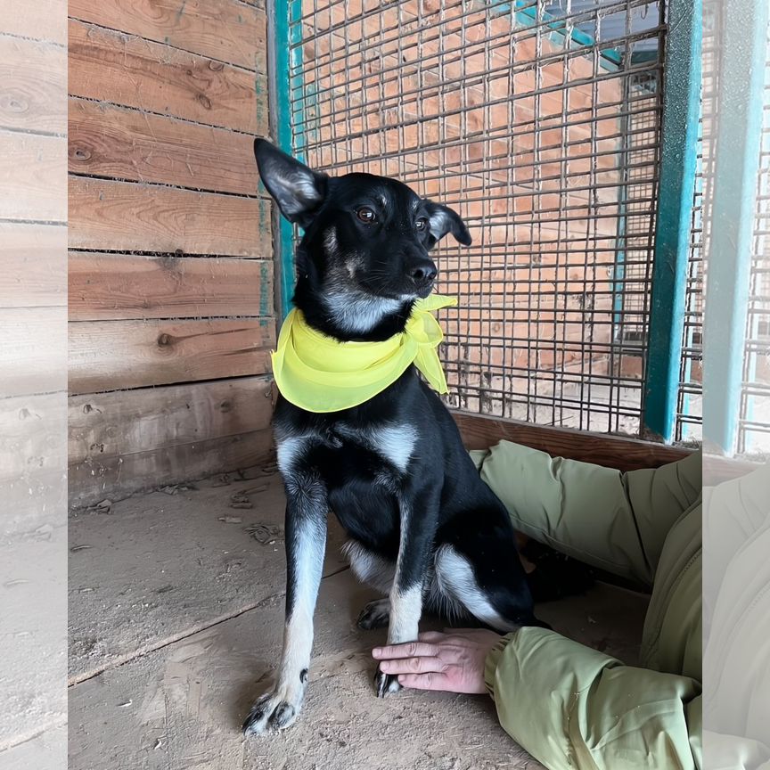 Щенок в добрые руки