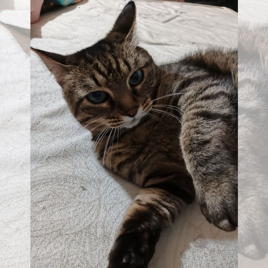 Взрослая, кошка в добрые руки