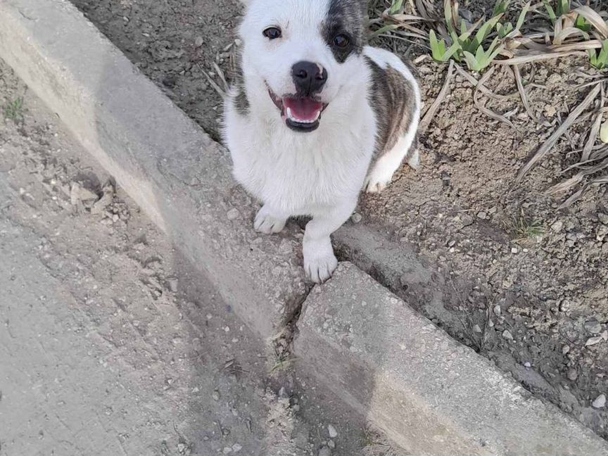 Щенок-подросточек