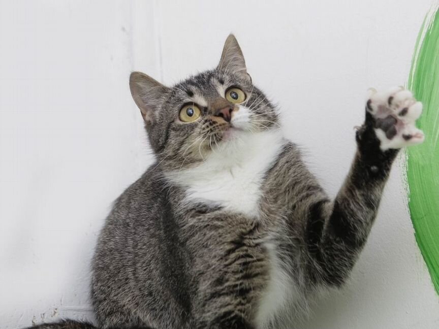 Классная кошка 7 мес стерилизована привита