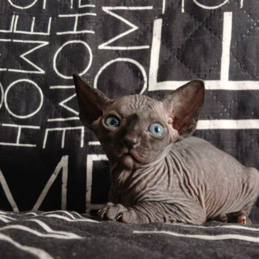 Канадский сфинкс