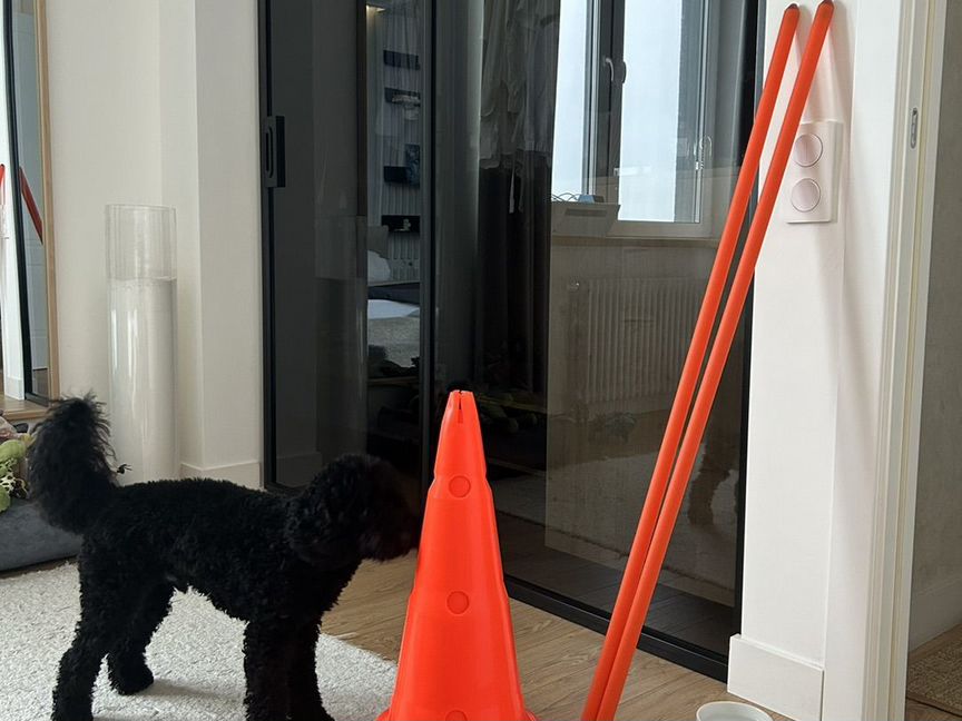 Набор для аджилити