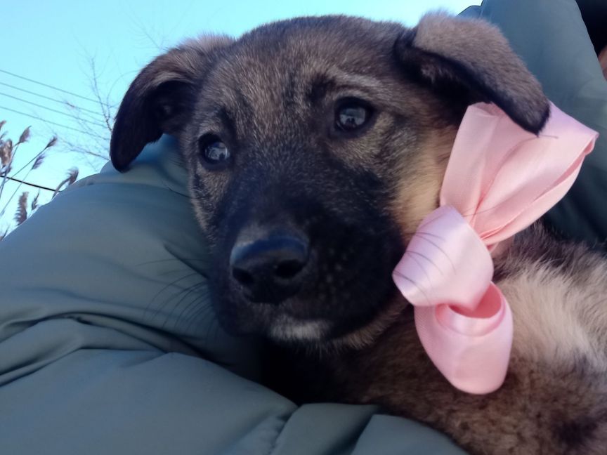 Щенок,девочка в любимые руки