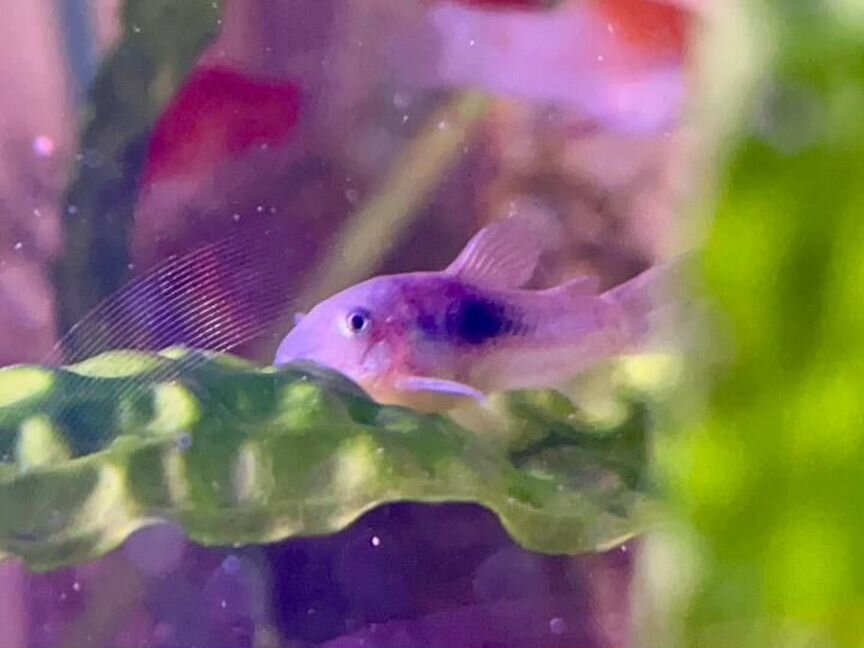 Коридорас сомики малек