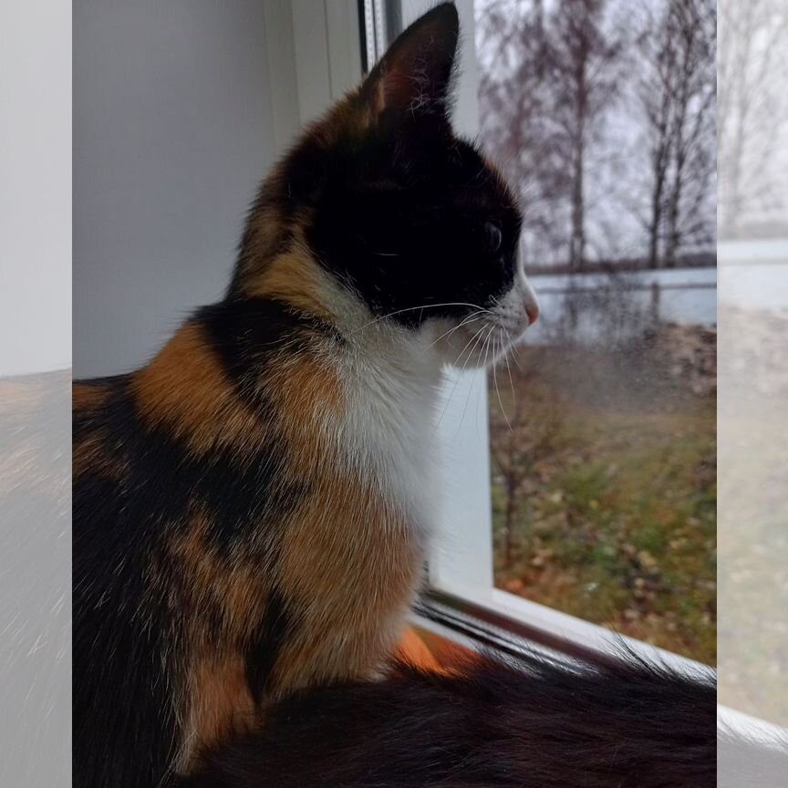 Маленькое счастье ищет себе новых хозяев